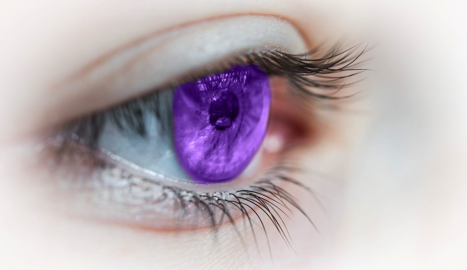 The Colour Purple | Open Book